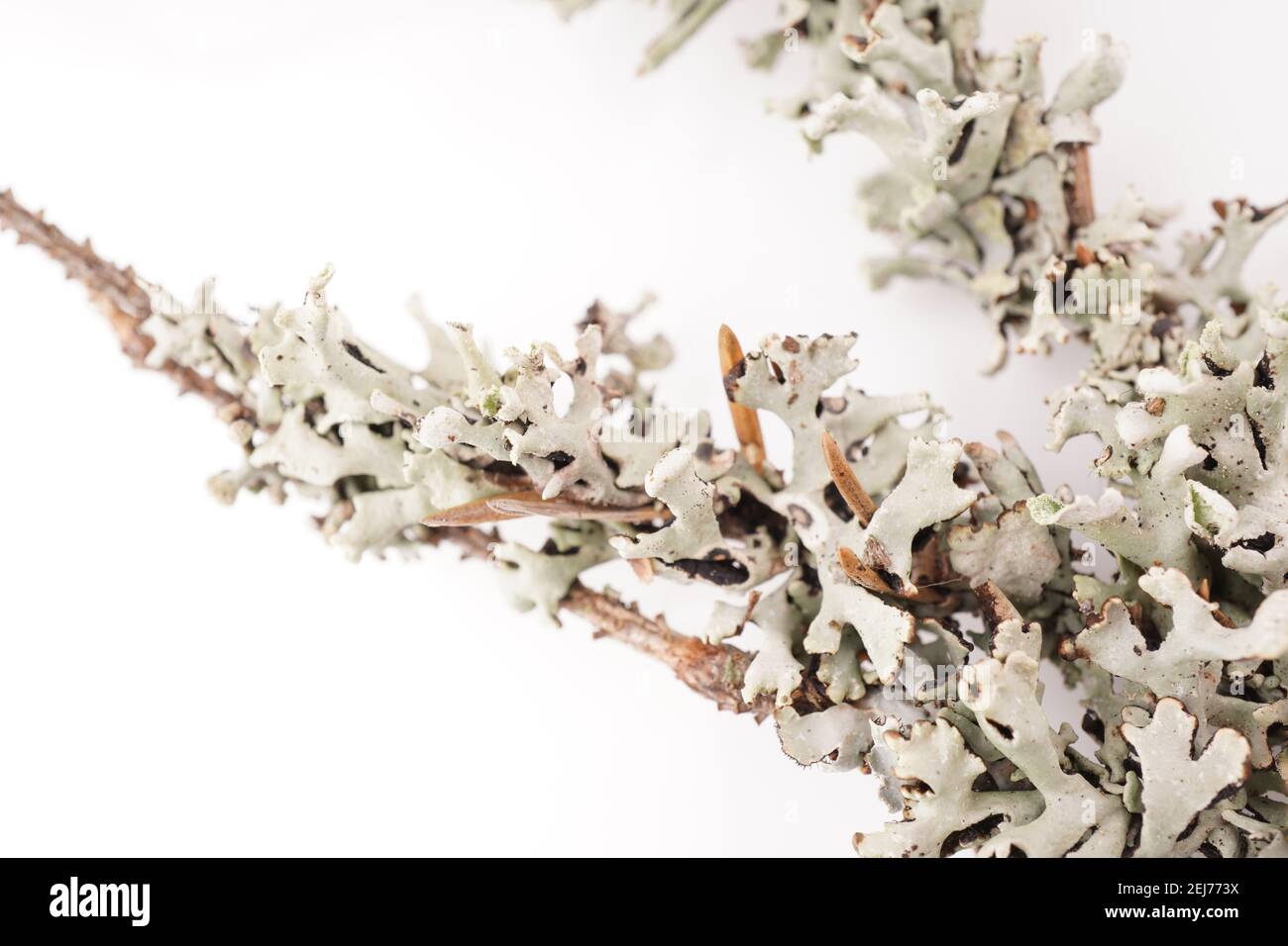 twig with lichen on white background Stock Photo - Alamy