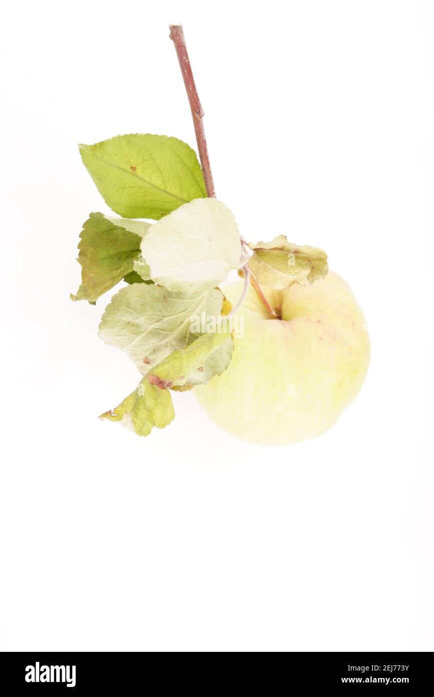 apple with a twig on a white background Stock Photo - Alamy