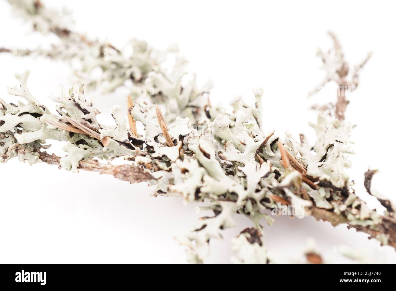 twig with lichen on white background Stock Photo - Alamy