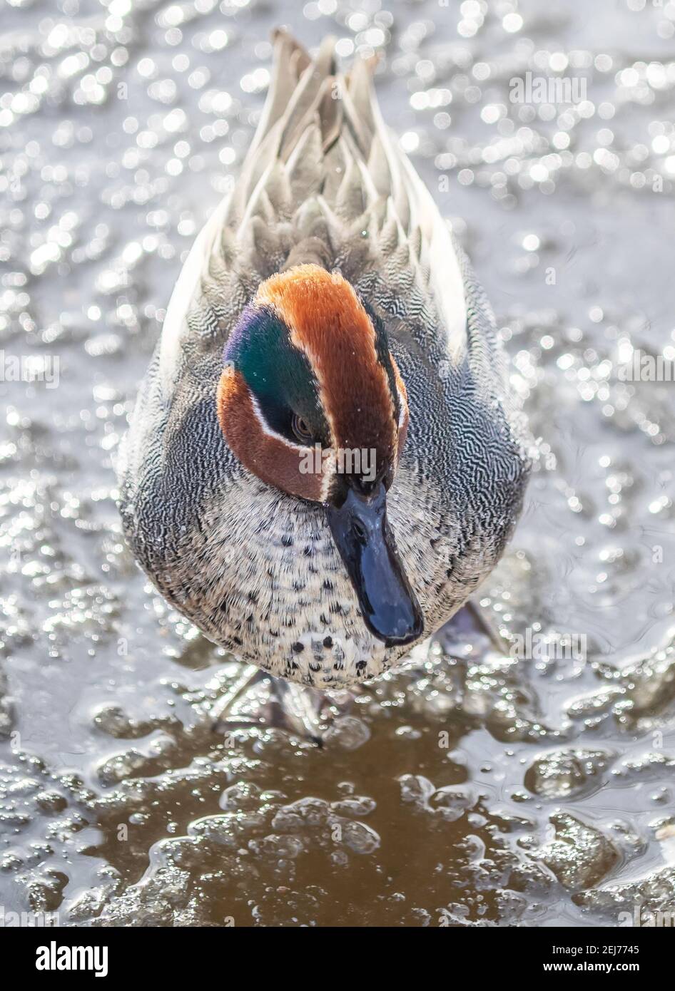 Very agile duck hi-res stock photography and images - Alamy