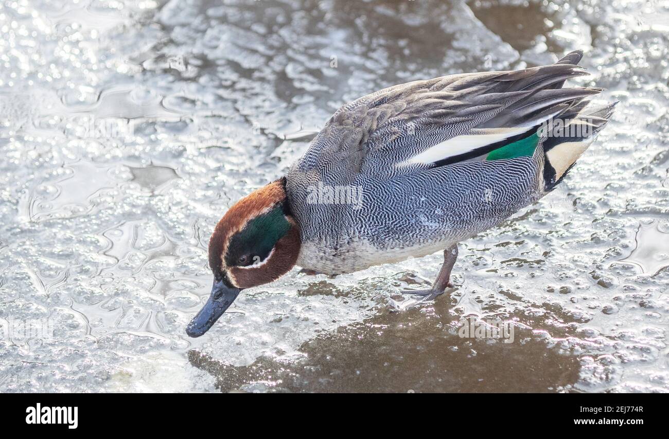 male teal duck on ice. winter Stock Photo - Alamy