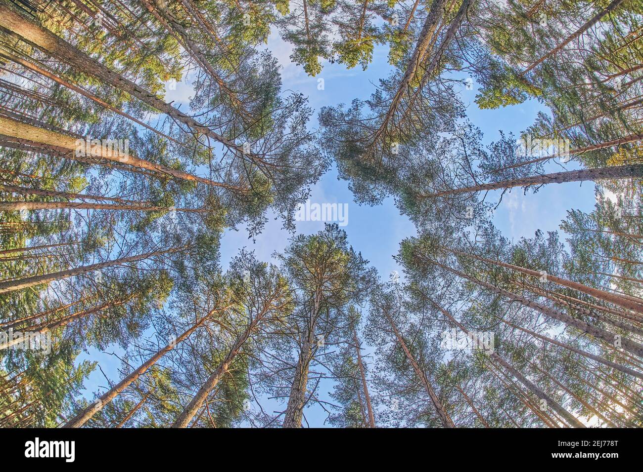 tree crowns from bottom to top Stock Photo - Alamy