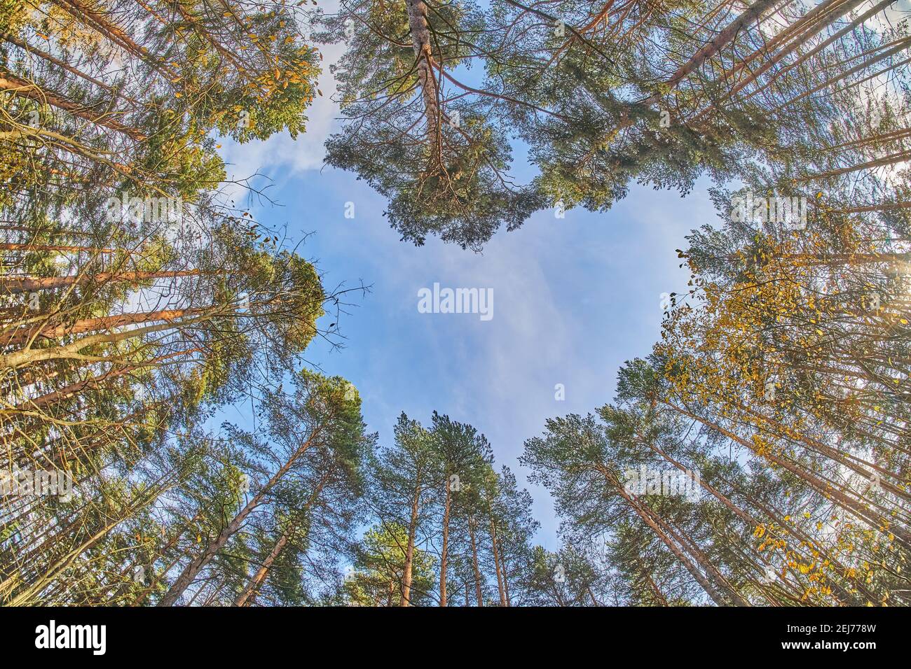 tree crowns from bottom to top Stock Photo - Alamy