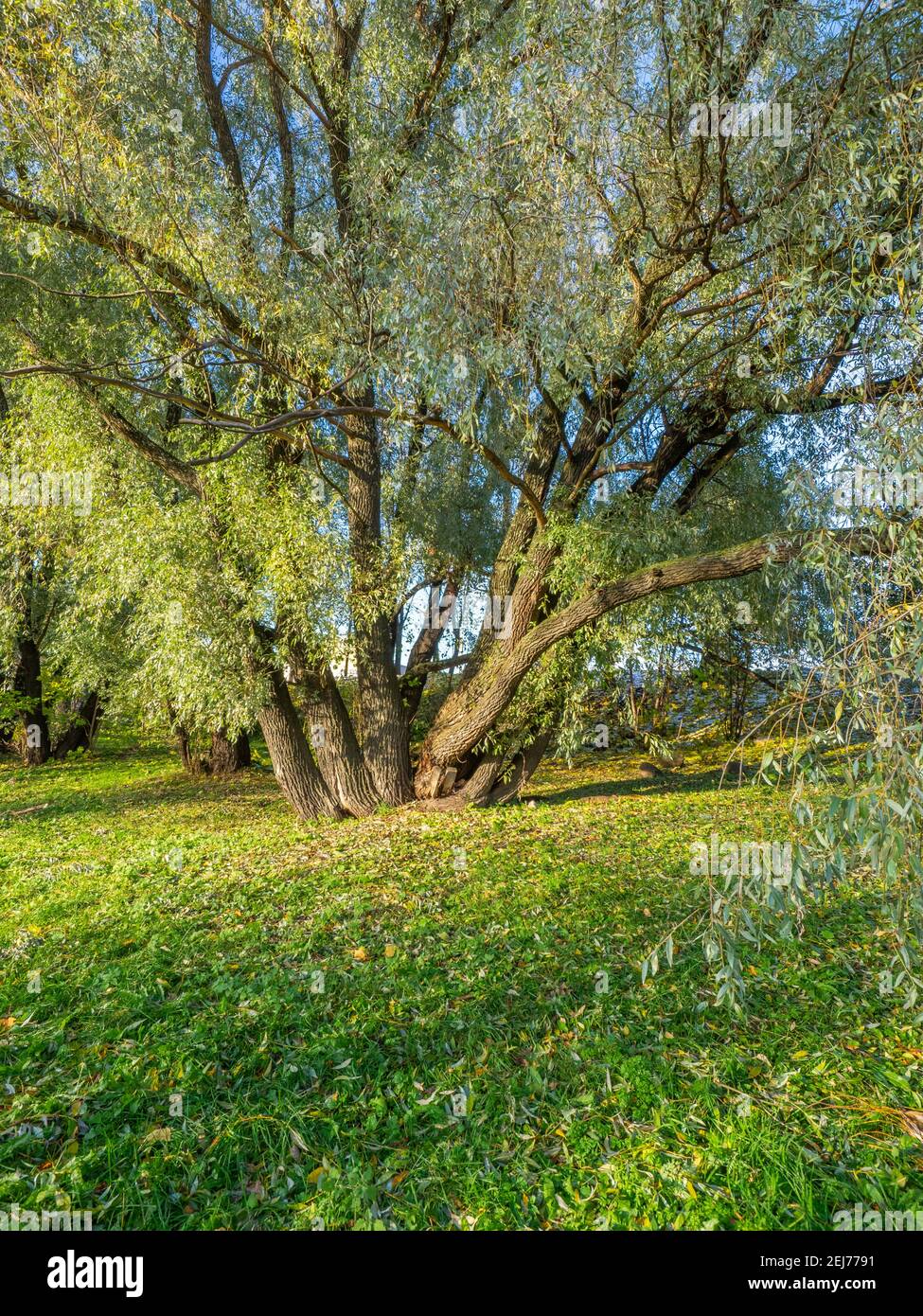 beautiful willow crown in the park Stock Photo - Alamy