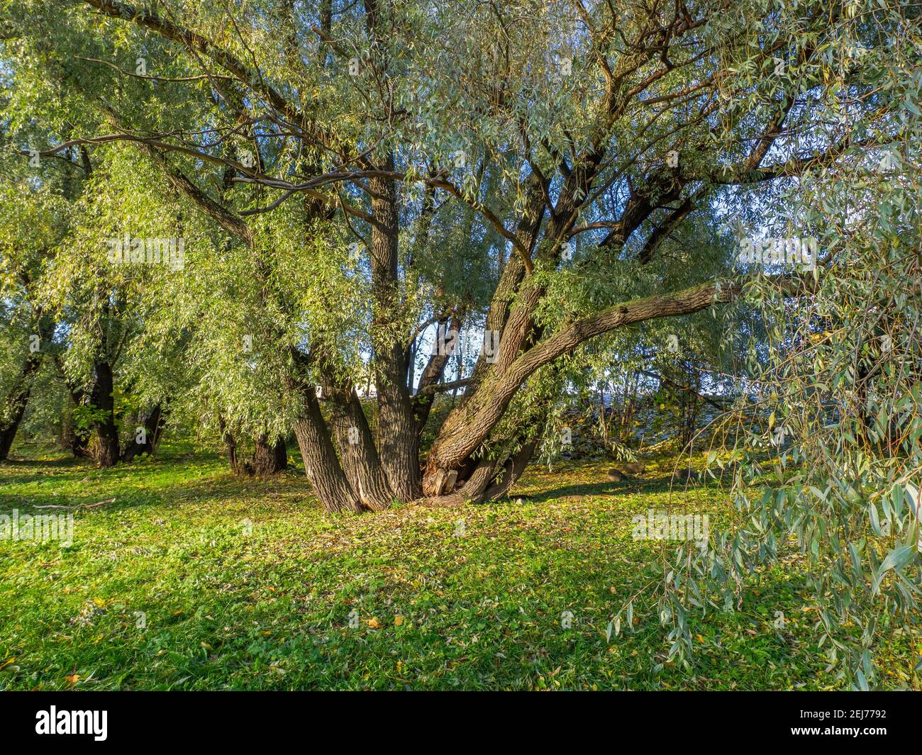 beautiful willow crown in the park Stock Photo - Alamy
