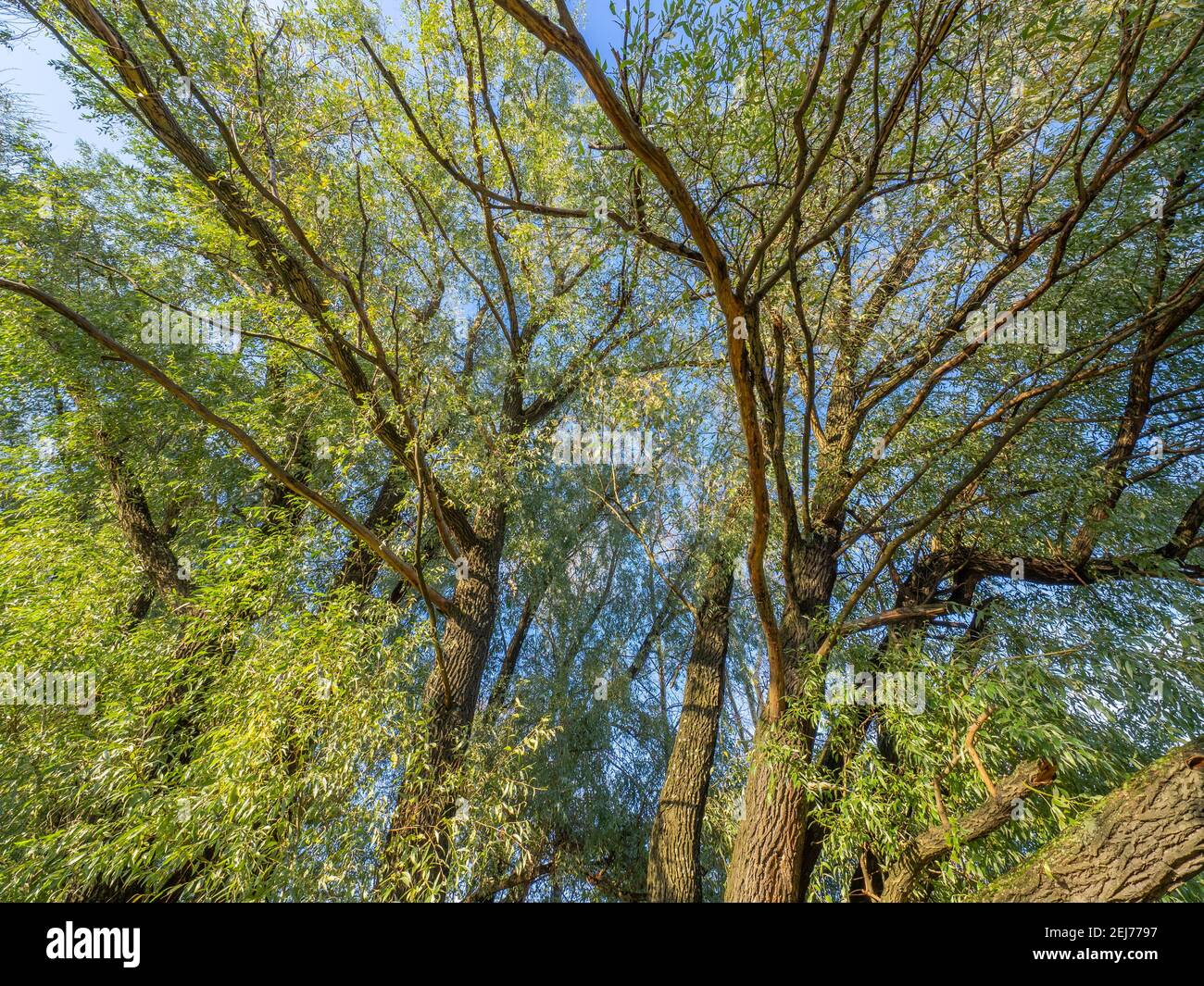 Green city park big weeping hi-res stock photography and images - Alamy