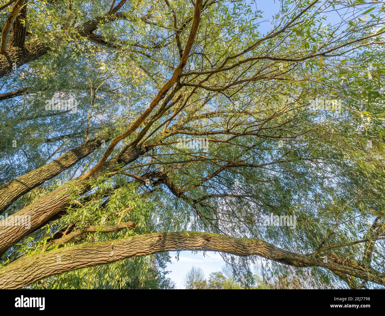 beautiful willow crown in the park Stock Photo - Alamy