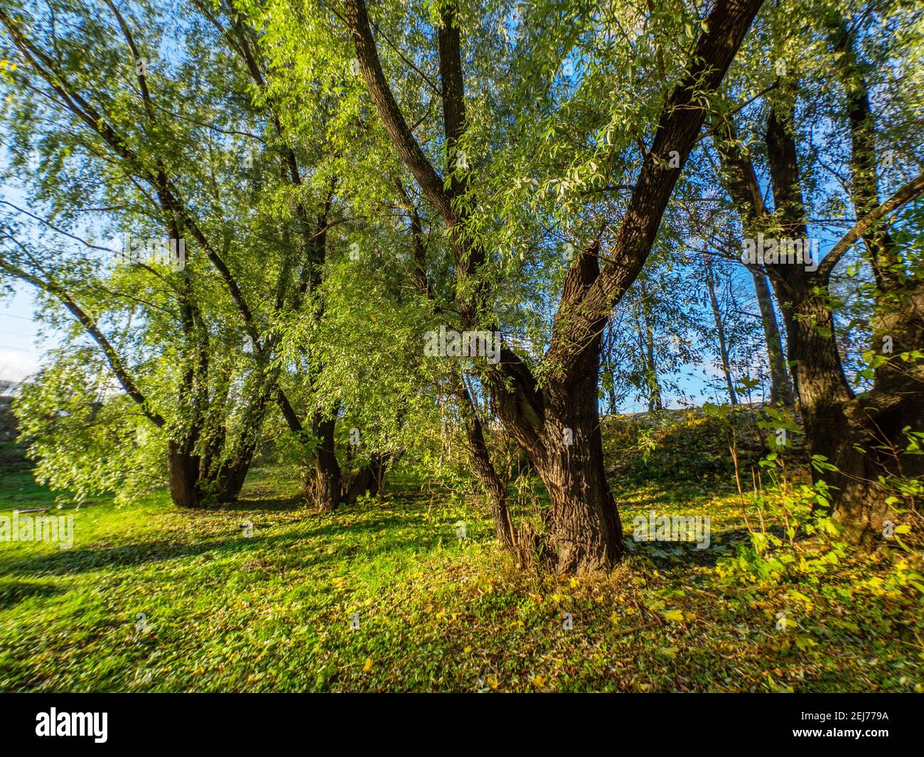 beautiful willow crown in the park Stock Photo - Alamy