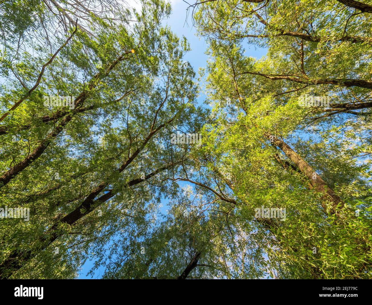 beautiful willow crown in the park Stock Photo - Alamy