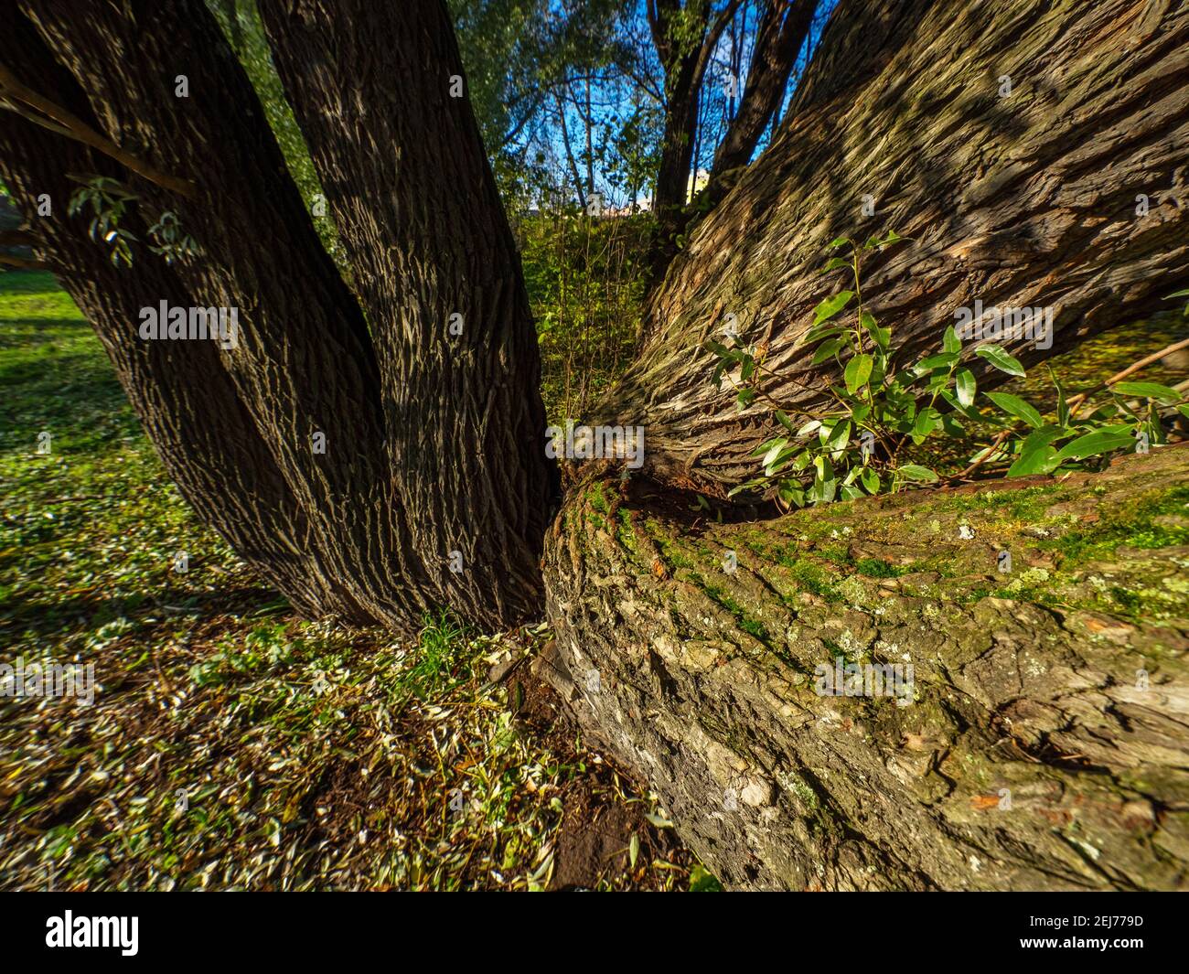 beautiful willow crown in the park Stock Photo - Alamy