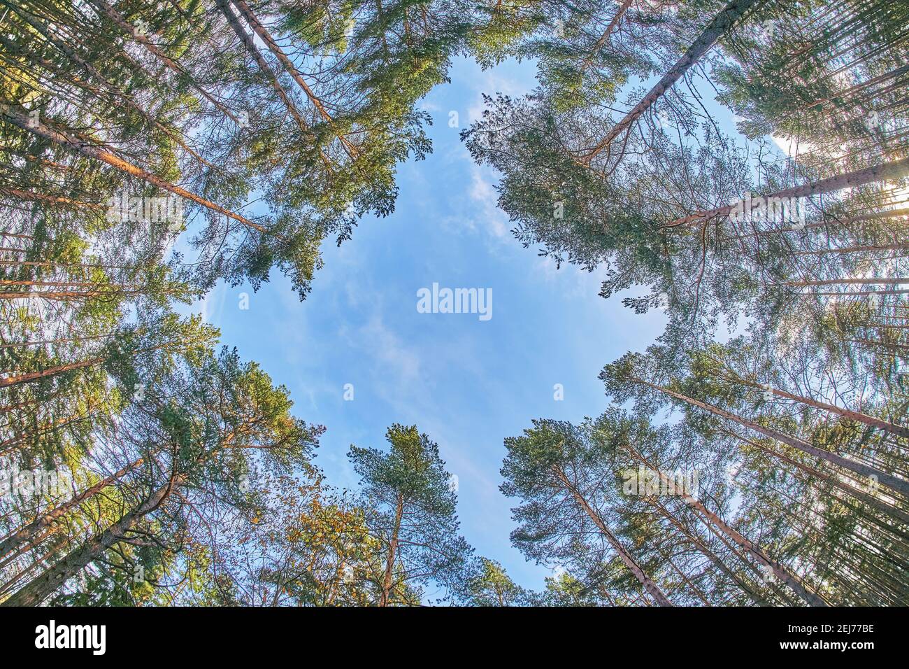 Transparent tree crown hi-res stock photography and images - Alamy