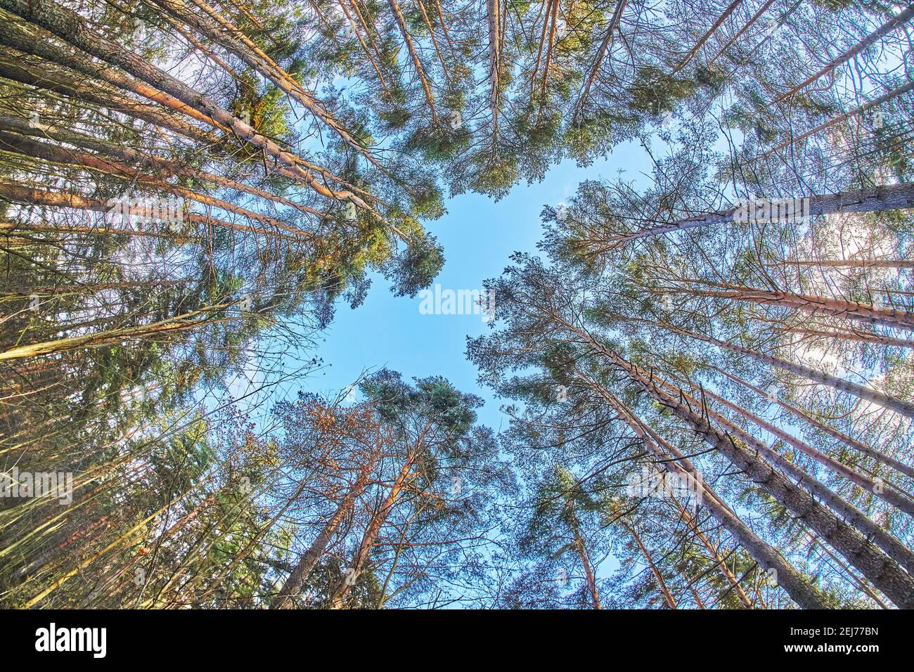 tree crowns from bottom to top Stock Photo - Alamy