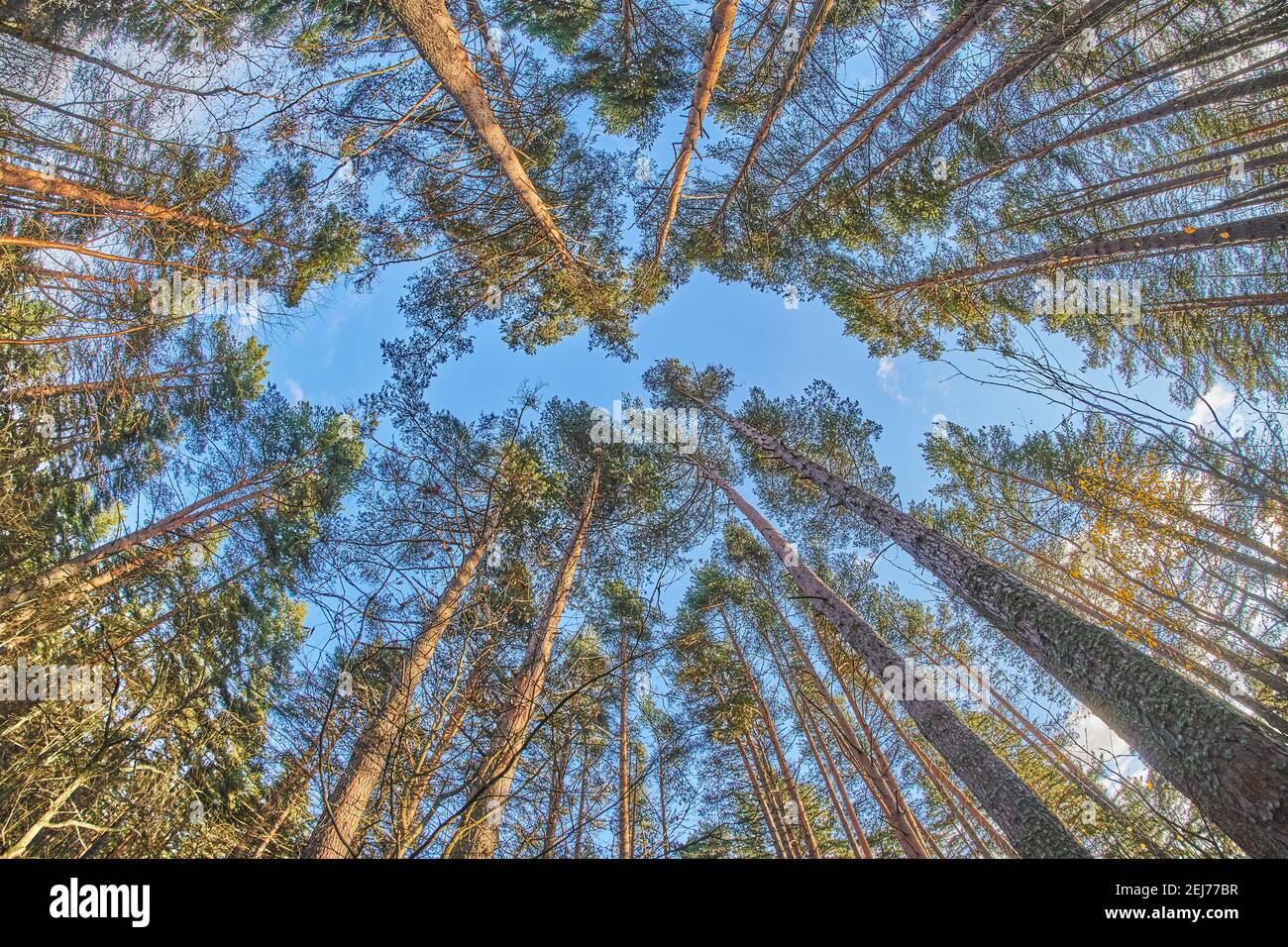 tree crowns from bottom to top Stock Photo - Alamy