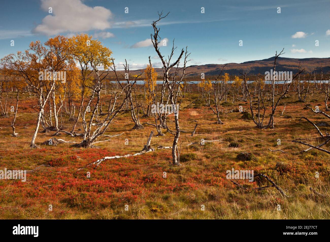 Northern birches hi-res stock photography and images - Alamy