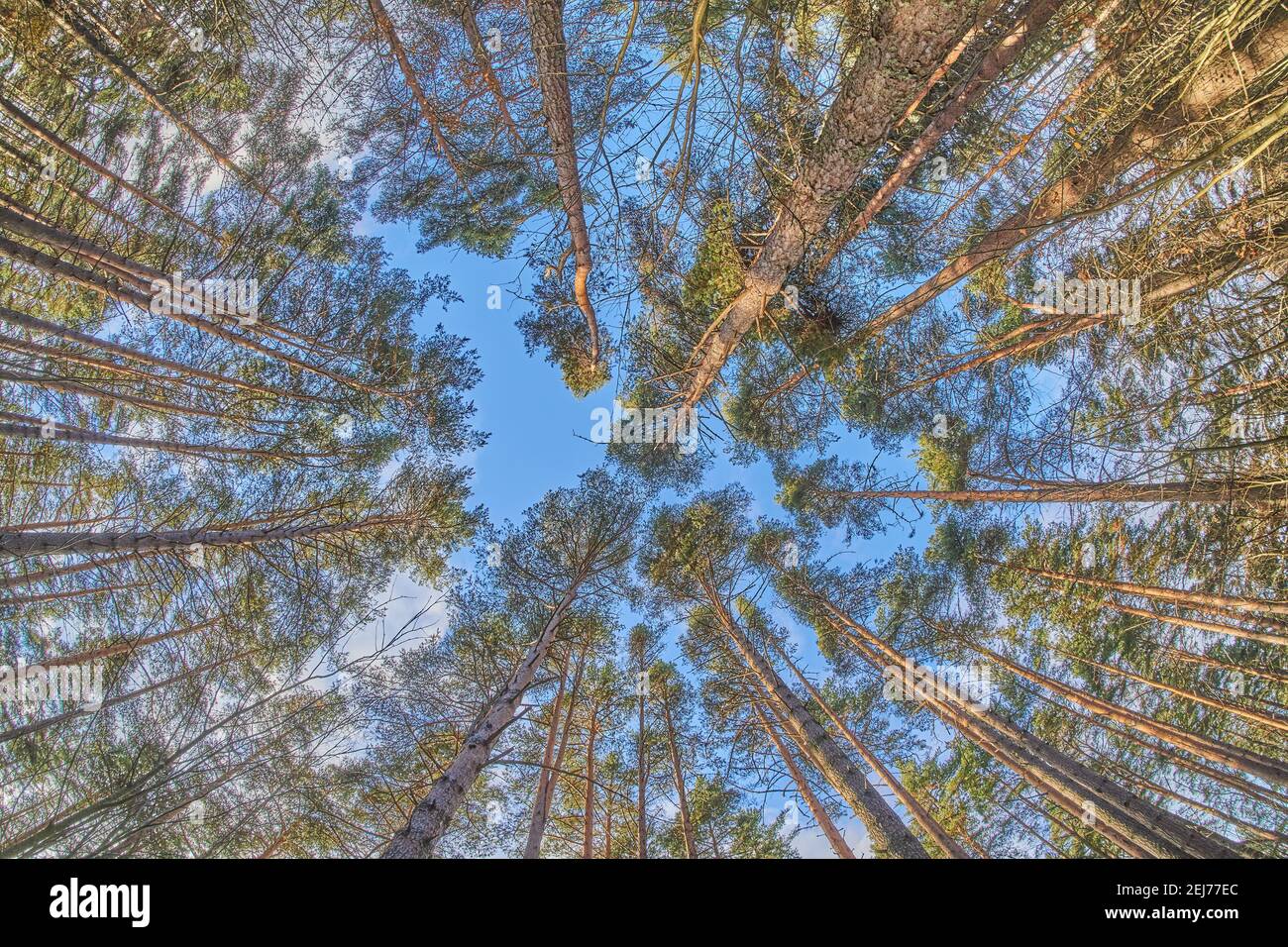 Transparent tree crown High Resolution Stock Photography and Images - Alamy