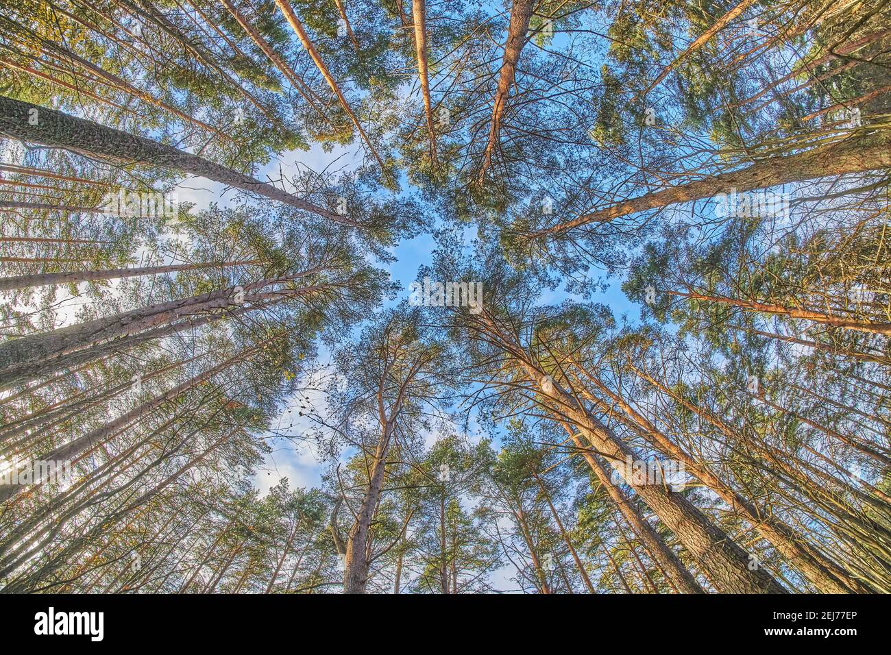 tree crowns from bottom to top Stock Photo - Alamy