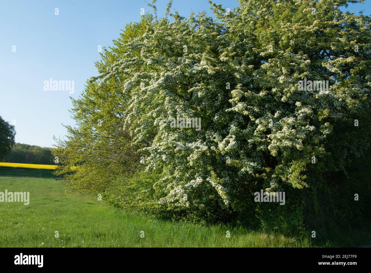 A hedge of blooming hawthorn, Crataegus monogyna, in spring. Hawthorn ...