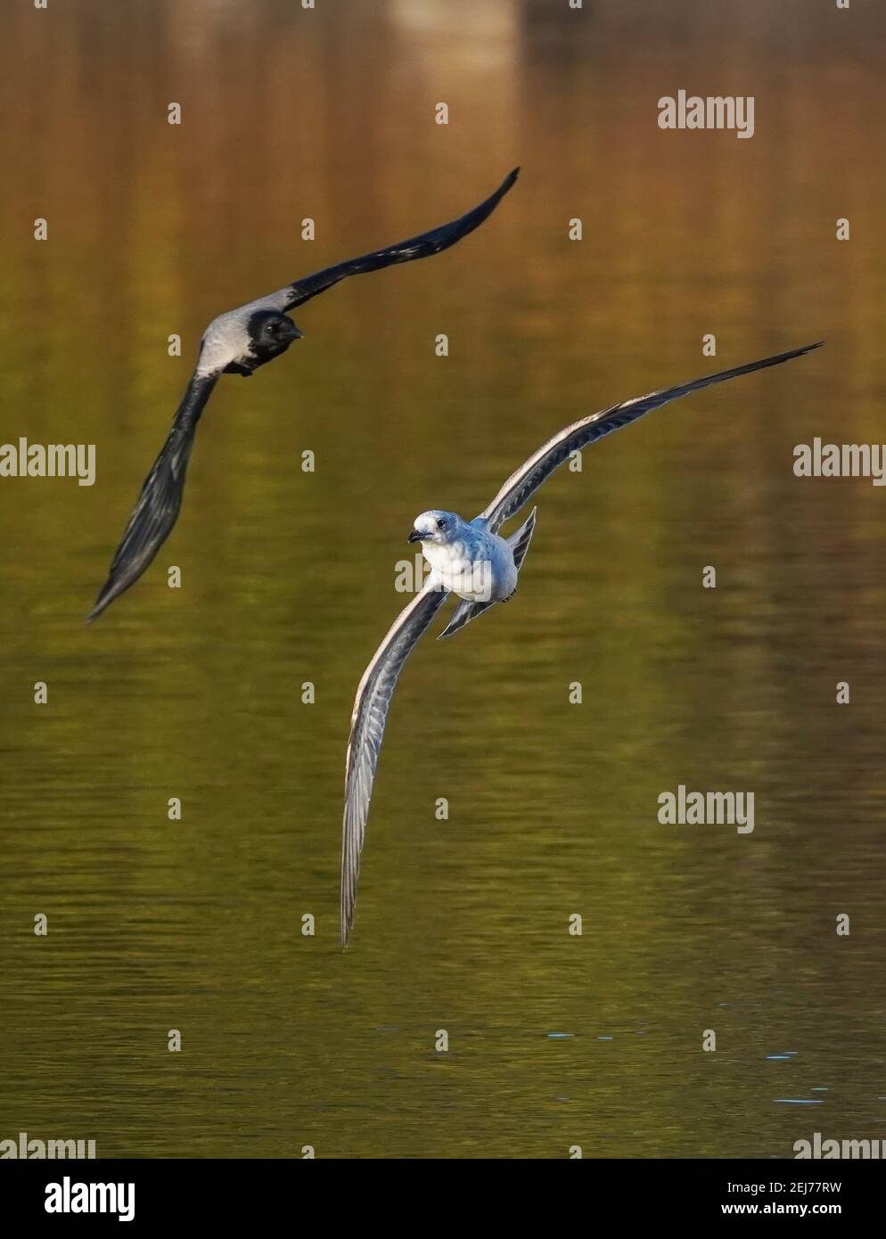 Crow fight flight hi-res stock photography and images - Alamy