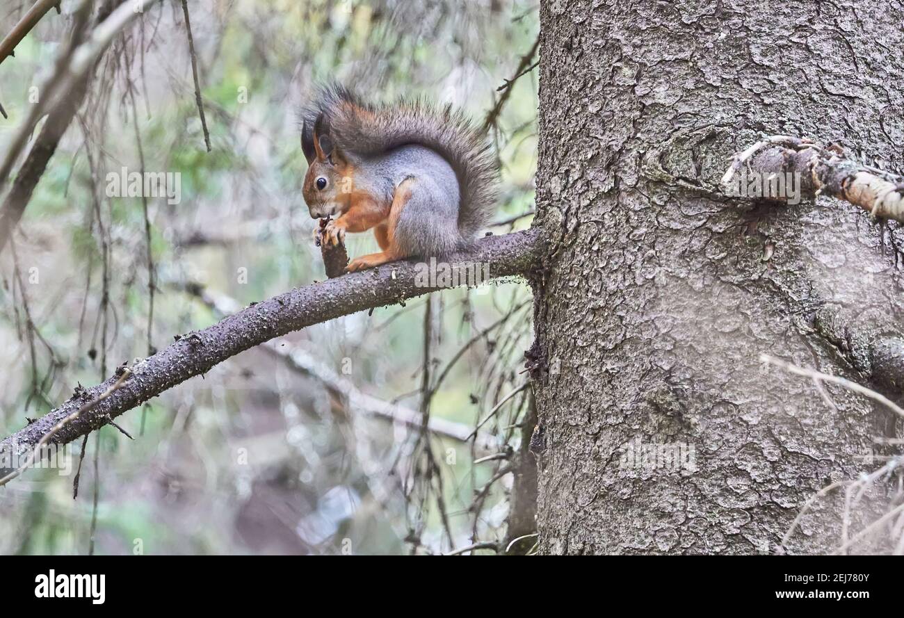 squirrel on the tree. forest Stock Photo - Alamy