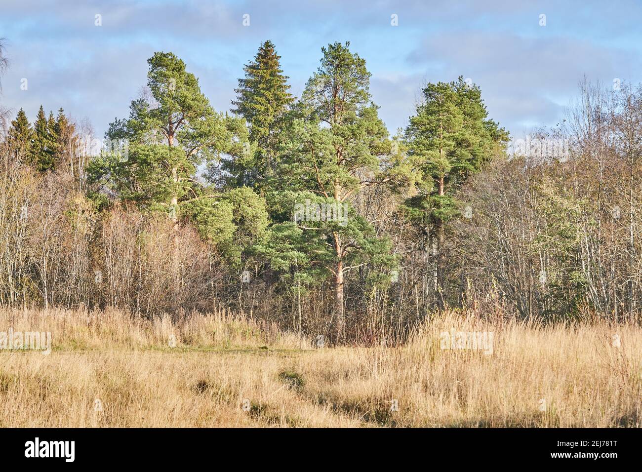 in a pine forest. fall Stock Photo - Alamy