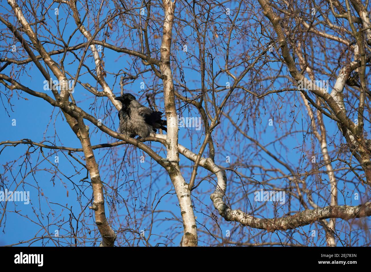 Mist crow hi-res stock photography and images - Alamy
