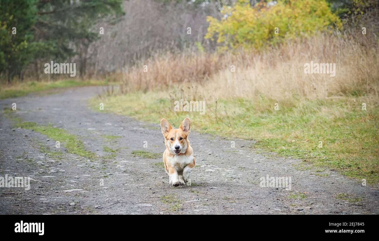 beautiful corgi running in the forest Stock Photo - Alamy
