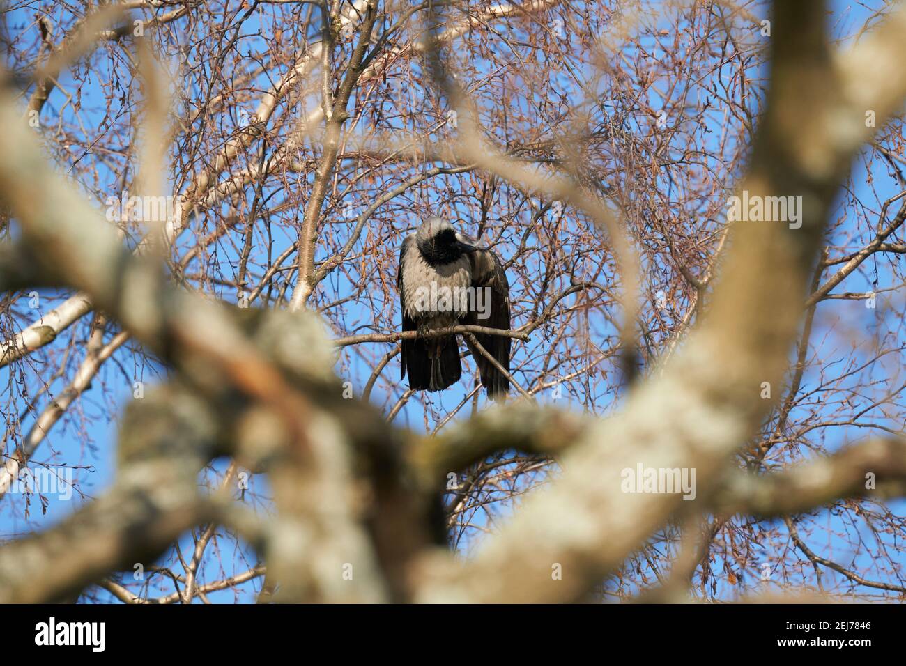 crow on a tree. forest Stock Photo - Alamy