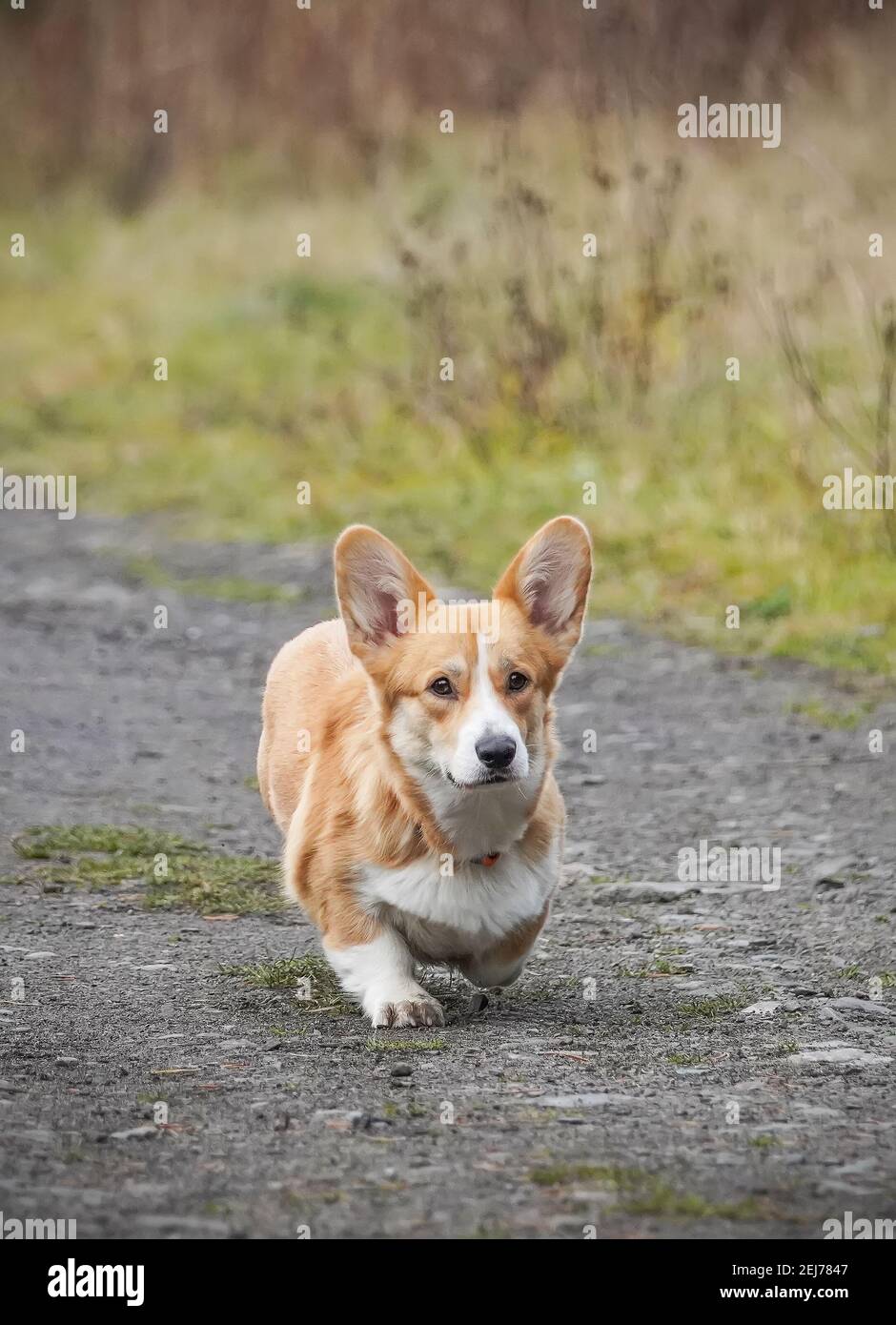 beautiful corgi running in the forest Stock Photo - Alamy