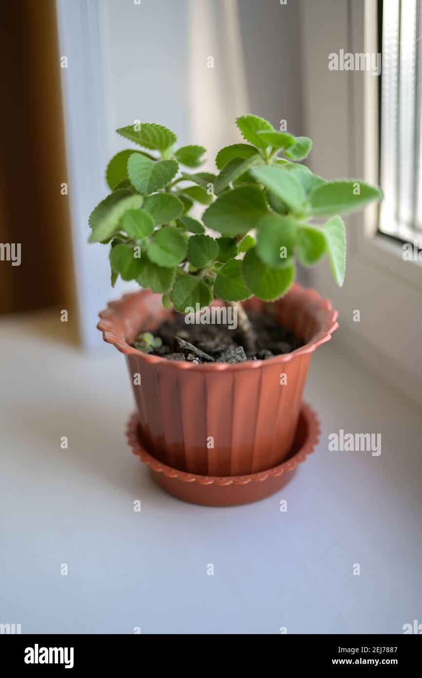Mint (Melissa) in a pot with soil. Selective focus Stock Photo - Alamy