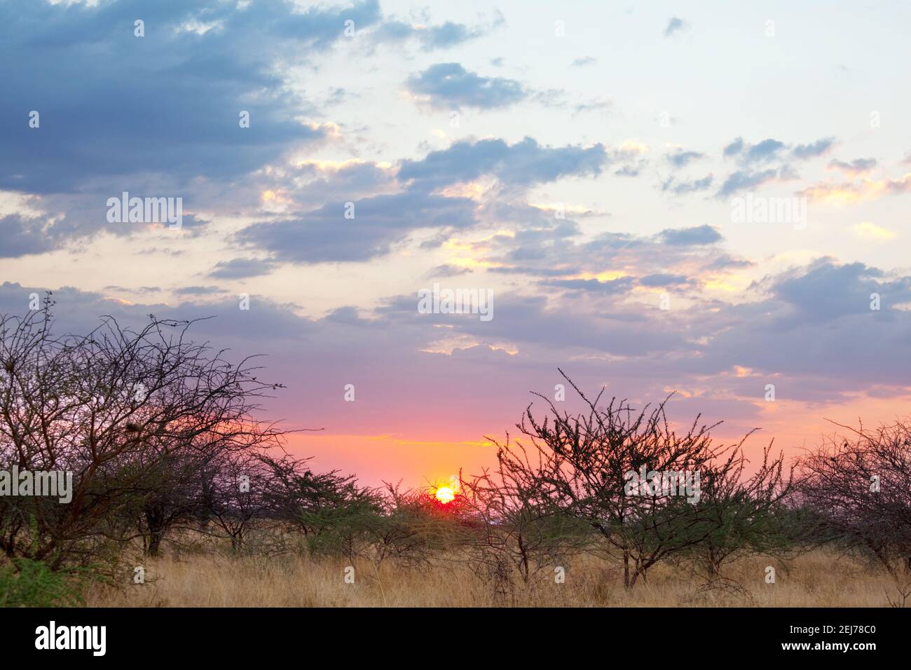 Sunset in savannah of Africa with acacia trees, Safari in Namibia Stock ...
