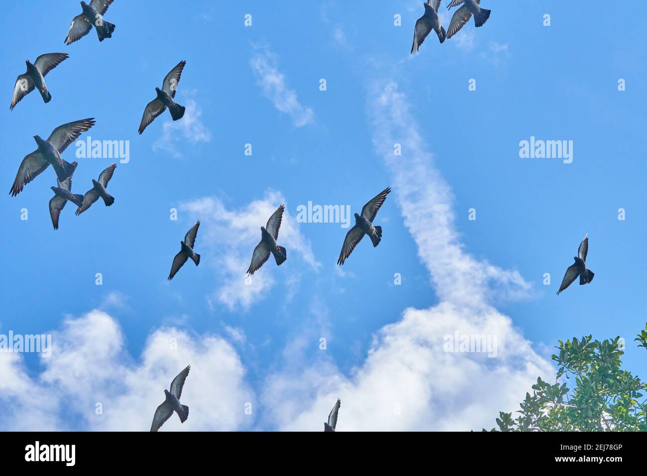 a flock of pigeons in flight Stock Photo - Alamy