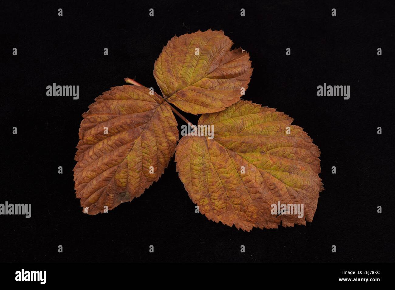 yellow raspberry leaves on a black background Stock Photo - Alamy