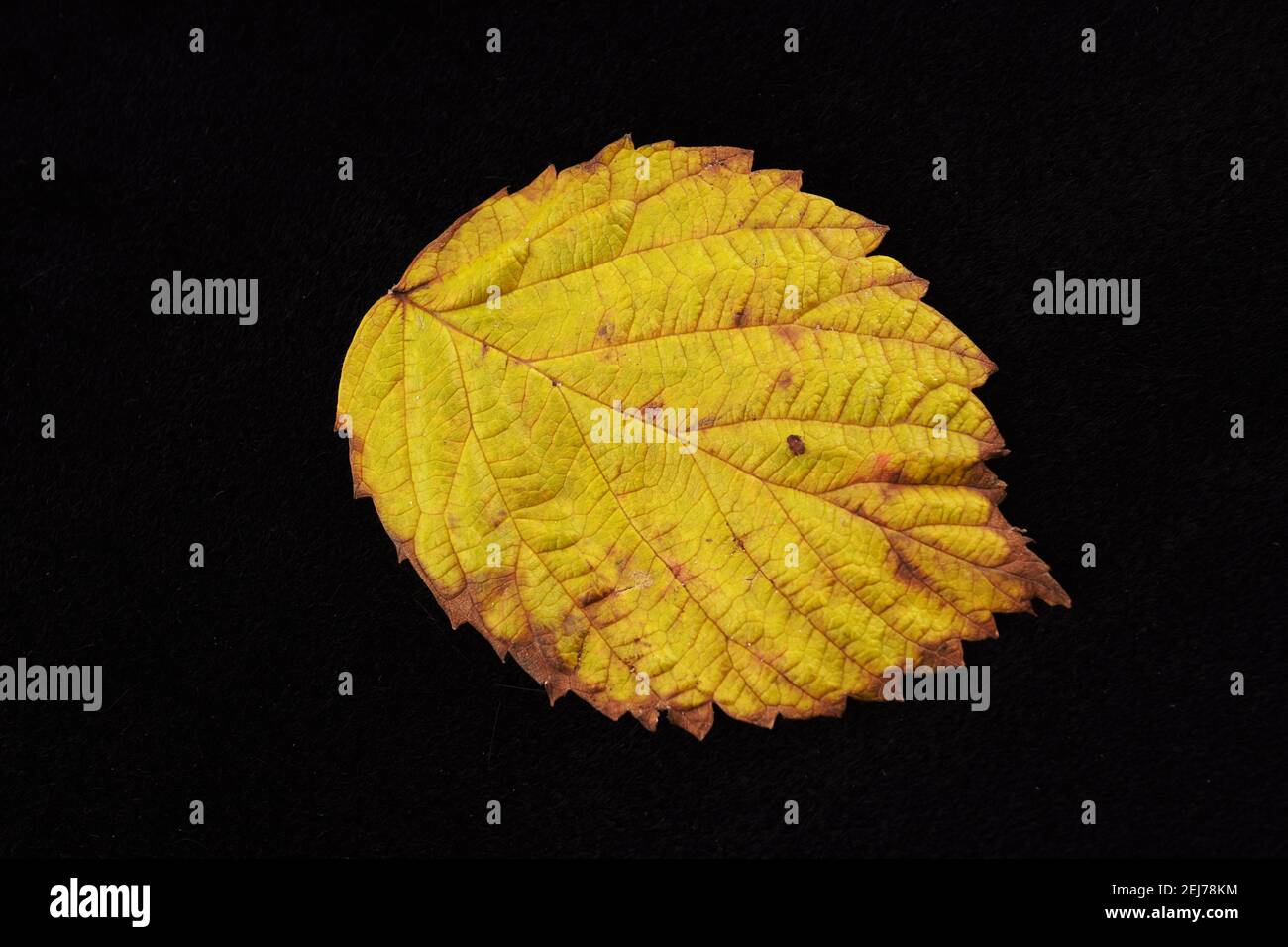 yellow raspberry leaves on a black background Stock Photo - Alamy