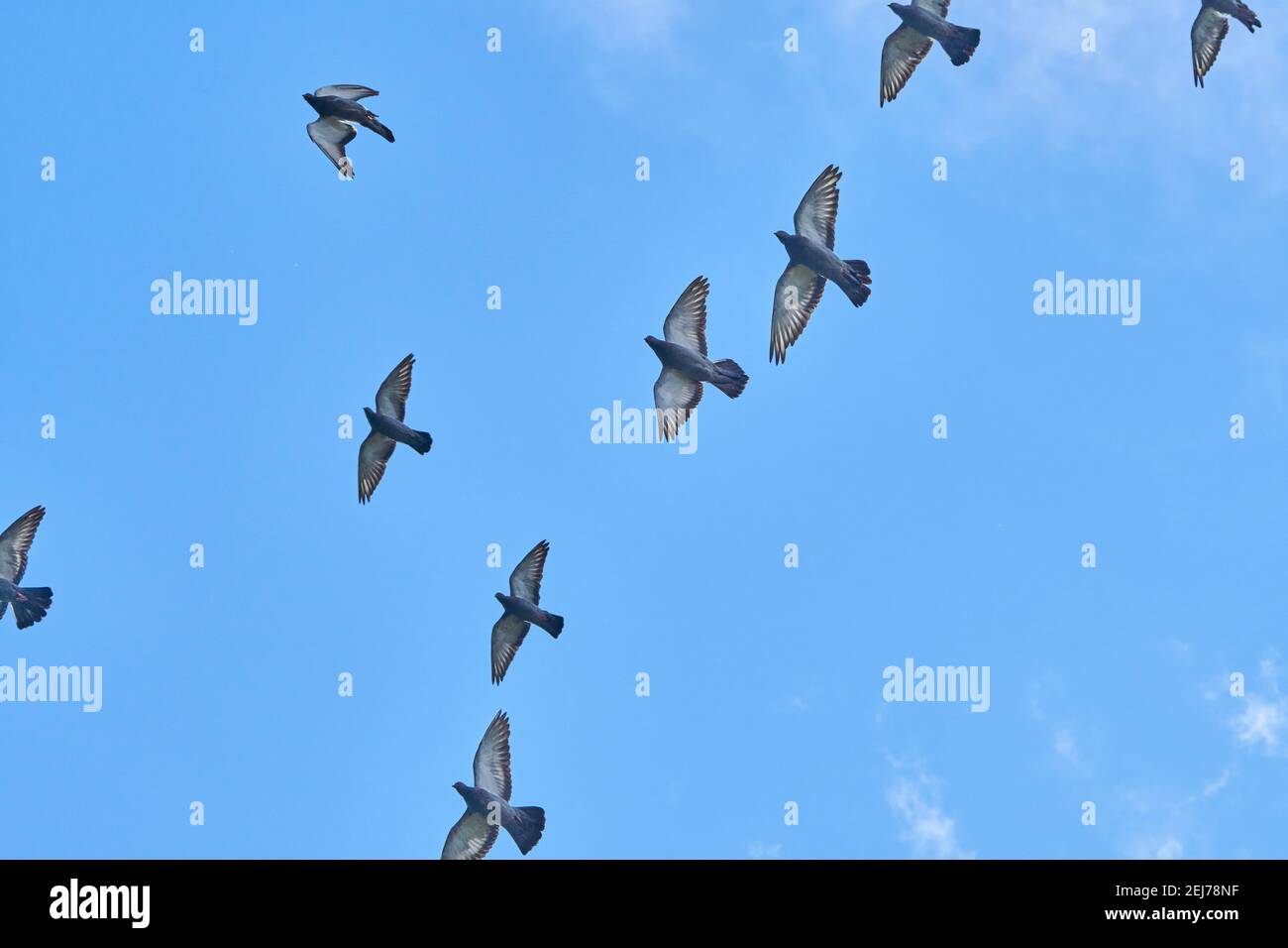 a flock of pigeons in flight Stock Photo - Alamy