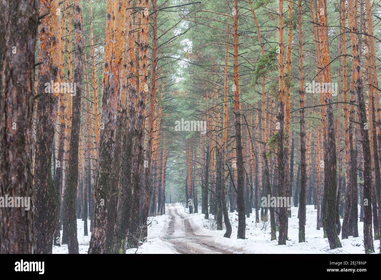 Early spring in the forest. Serene natural background Stock Photo - Alamy