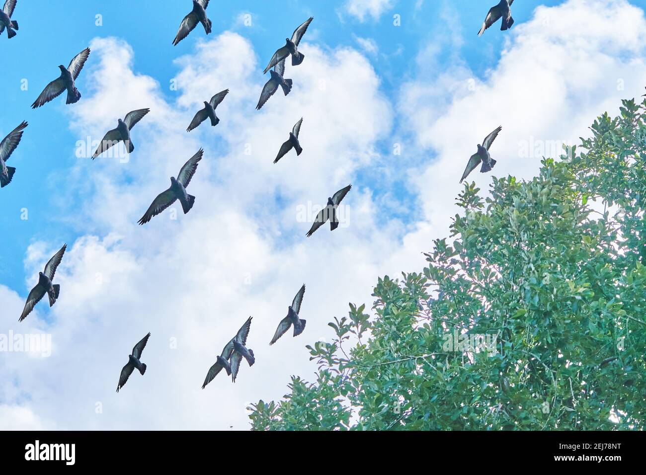 a flock of pigeons in flight Stock Photo - Alamy