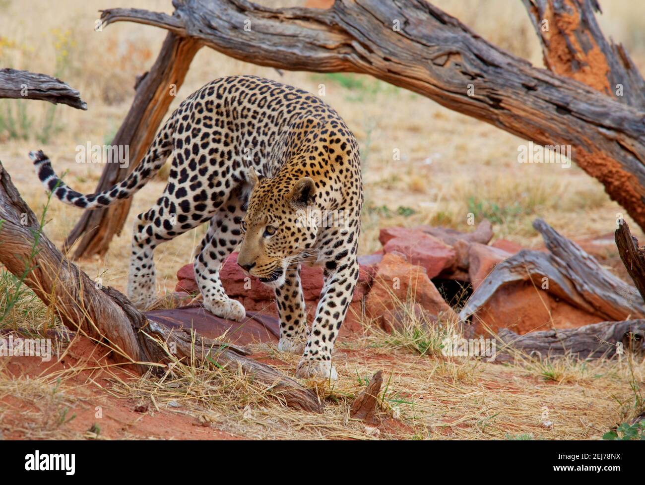 Leopard in the bush hi-res stock photography and images - Alamy