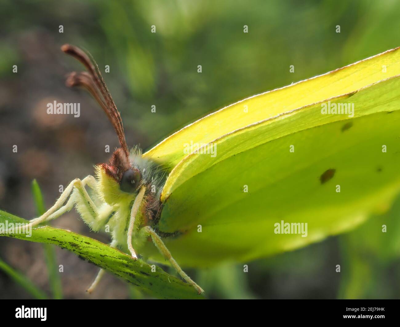 Leaf art tree butterfly hi-res stock photography and images - Alamy
