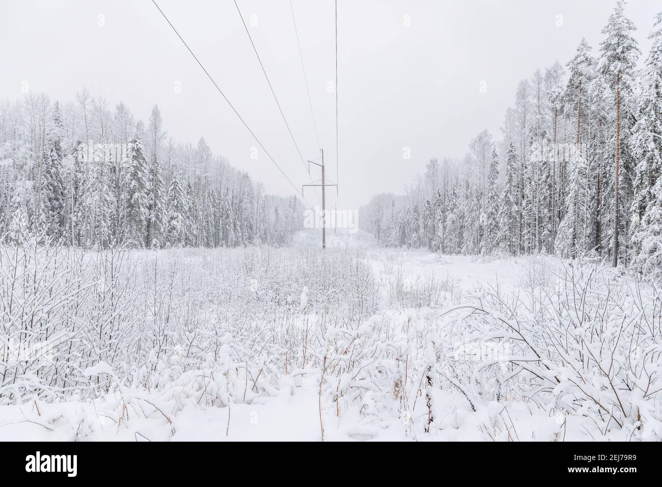 power line in the forest. Winter Stock Photo - Alamy