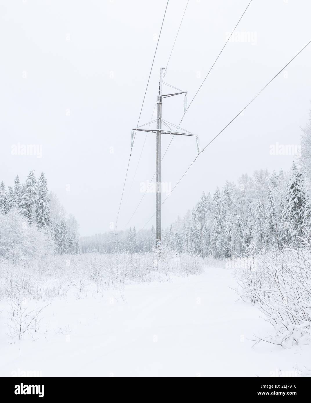 power line in the forest. Winter Stock Photo - Alamy