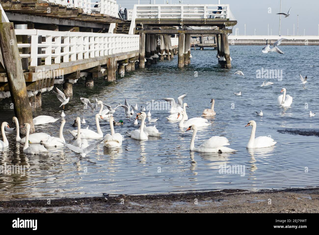 Swans swimming by the pier in winter, Sopot, Poland Stock Photo - Alamy