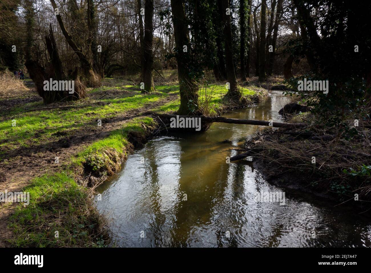 Flordon Common River Tas Stock Photo - Alamy