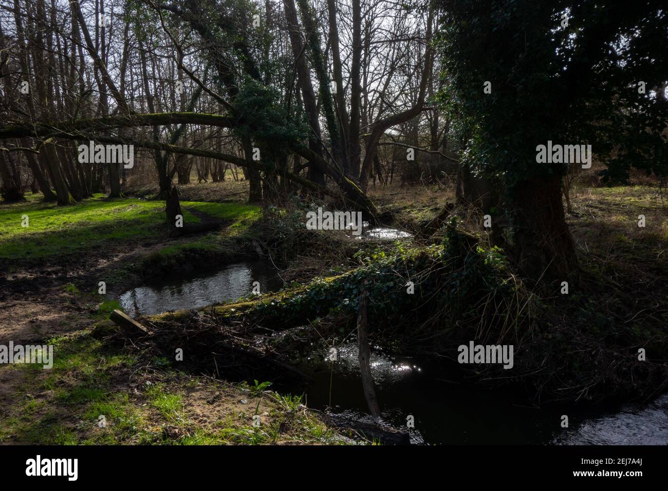 Flordon Common River Tas Stock Photo - Alamy