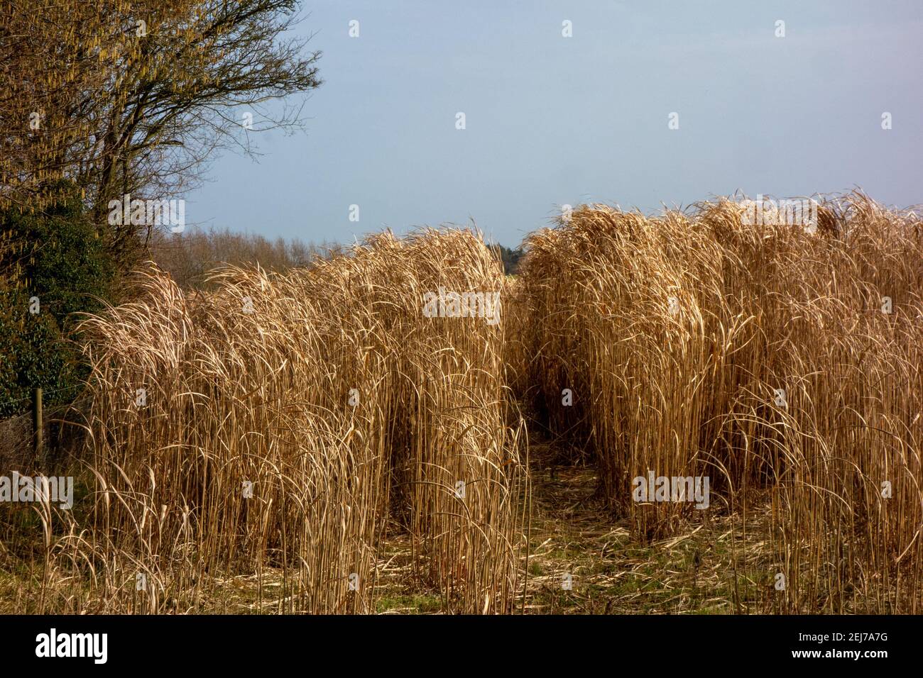 bamboo plantation growning in farm field for Biomass Stock Photo - Alamy