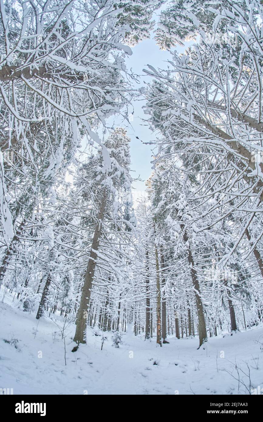 tree crowns from bottom to top in winter Stock Photo - Alamy
