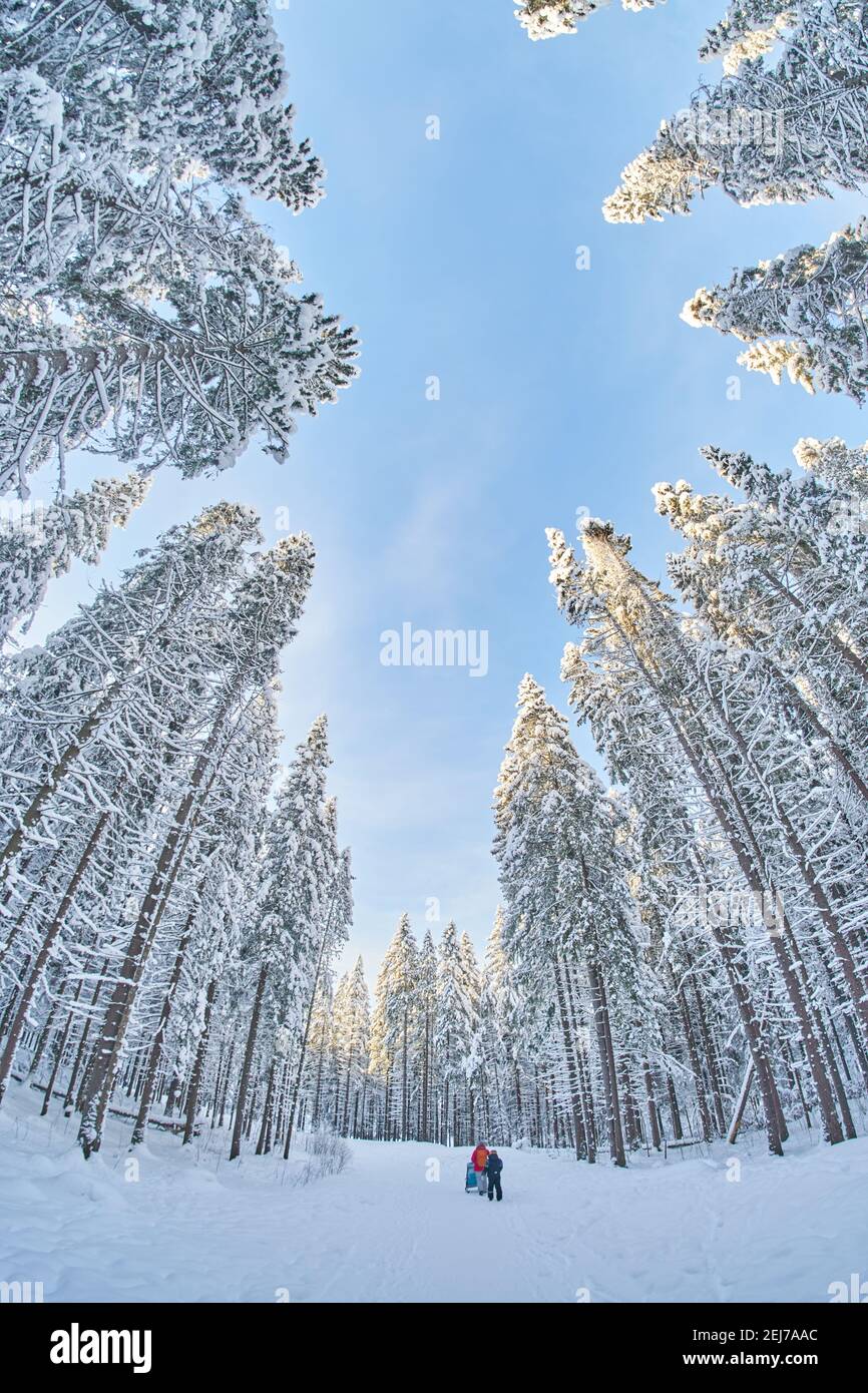 tree crowns from bottom to top in winter Stock Photo - Alamy