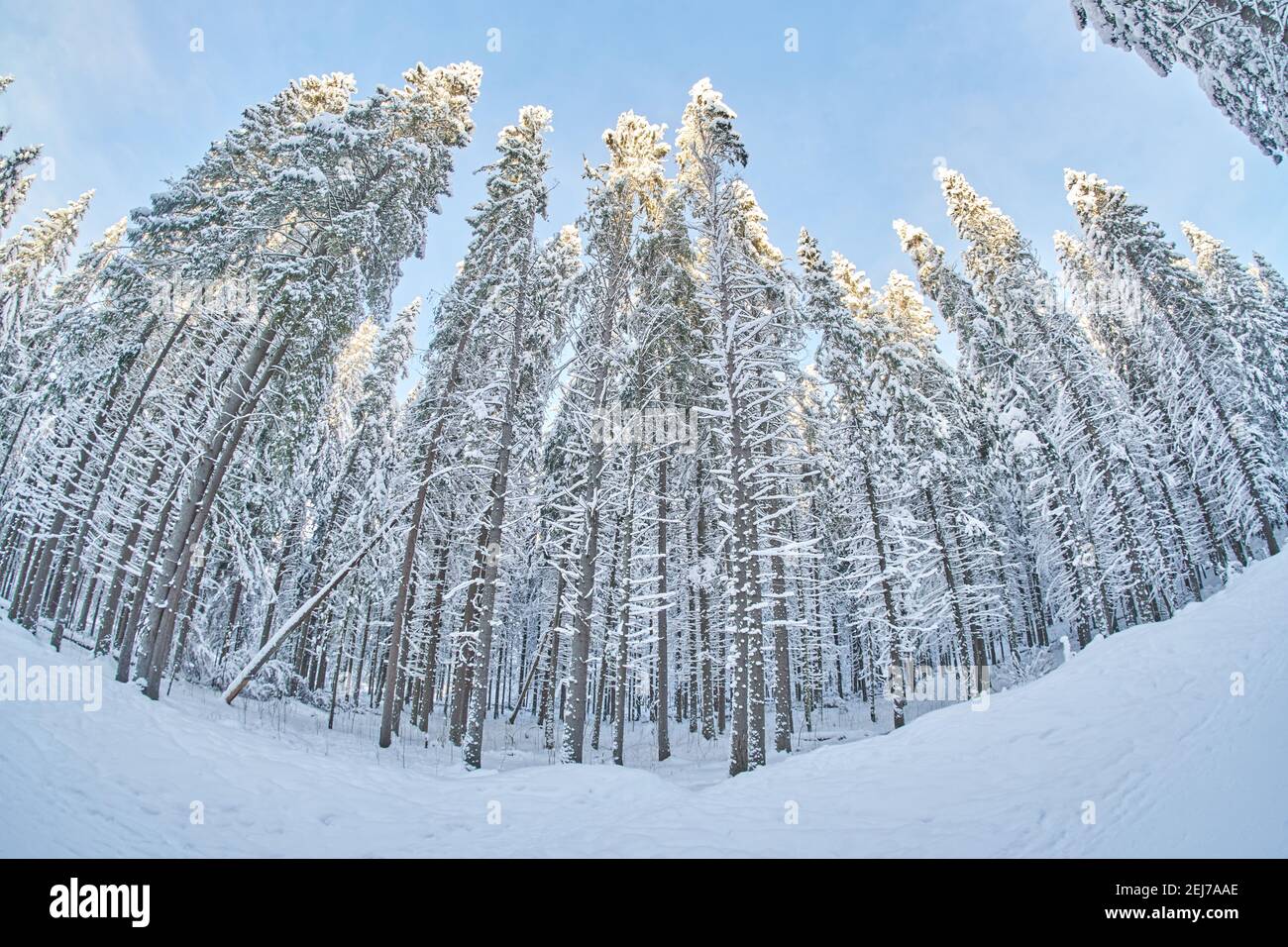 tree crowns from bottom to top in winter Stock Photo - Alamy