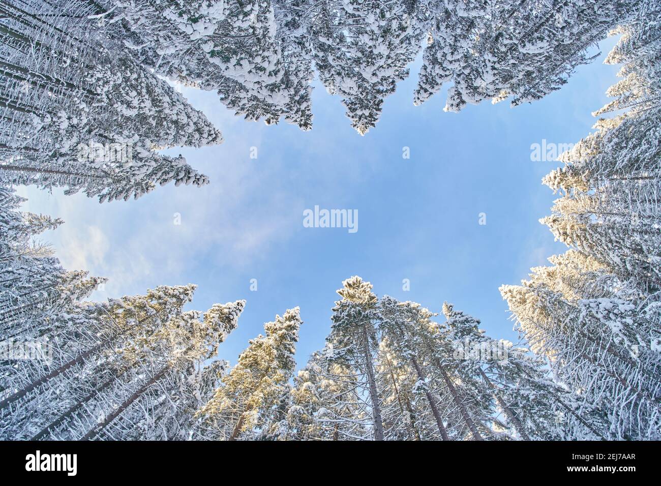 tree crowns from bottom to top in winter Stock Photo - Alamy