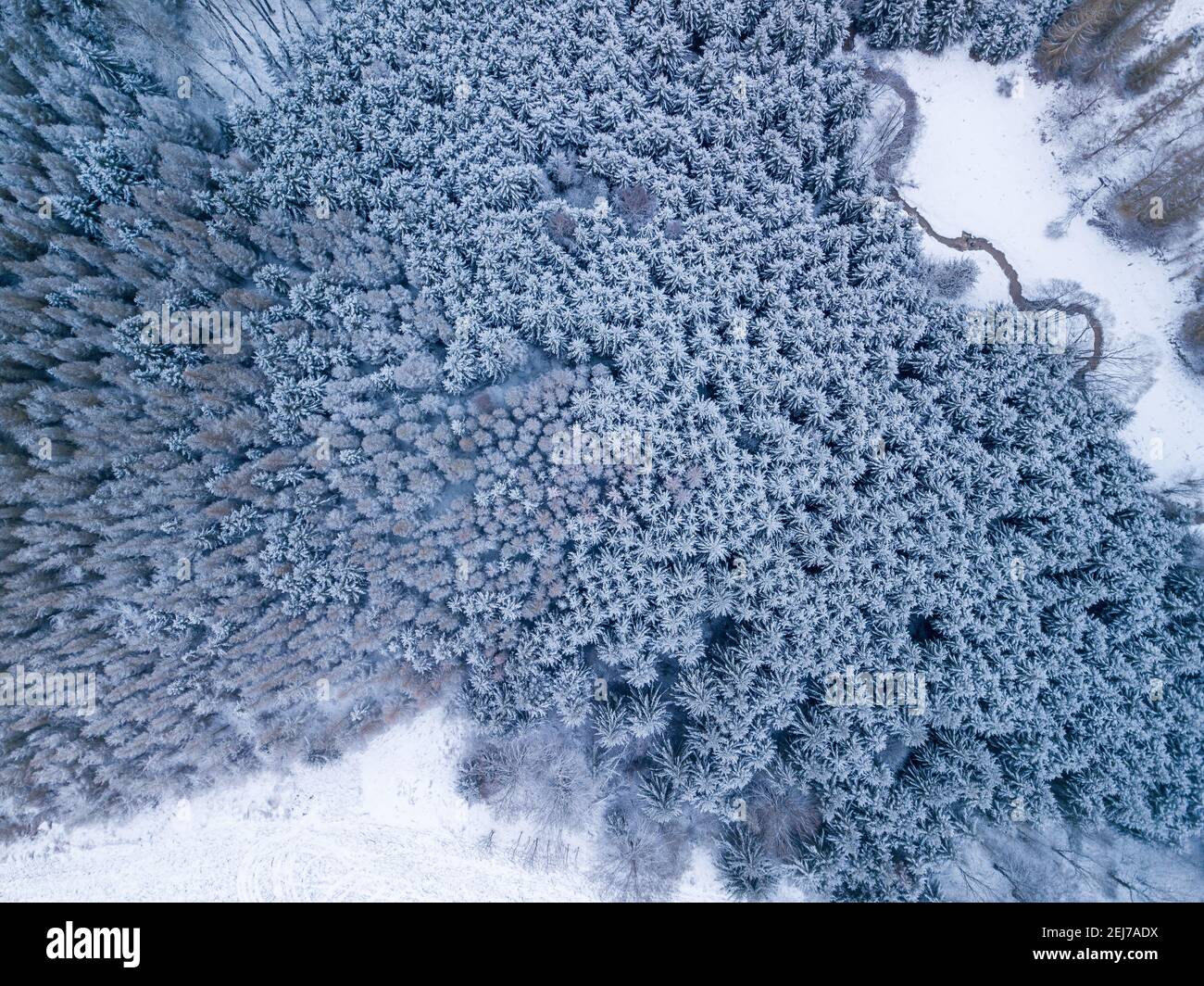 Aerial top down view of beautiful winter forest treetops. Spruce frosty ...