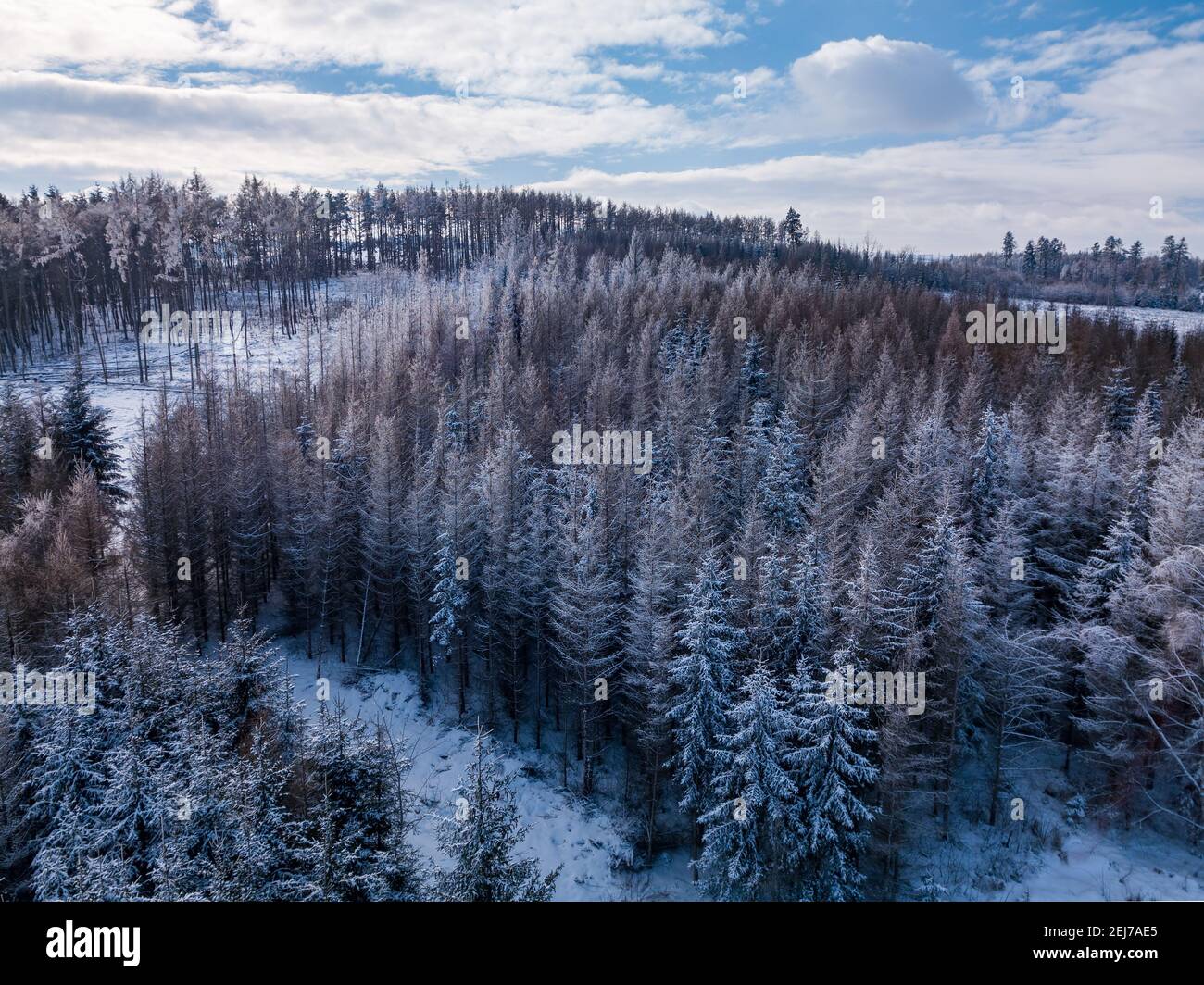 Aerial top down view of beautiful winter forest treetops. Spruce frosty ...